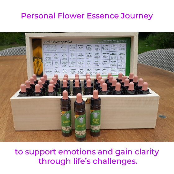 Personal Flower Essence Journey to support emotions and gain clarity ...